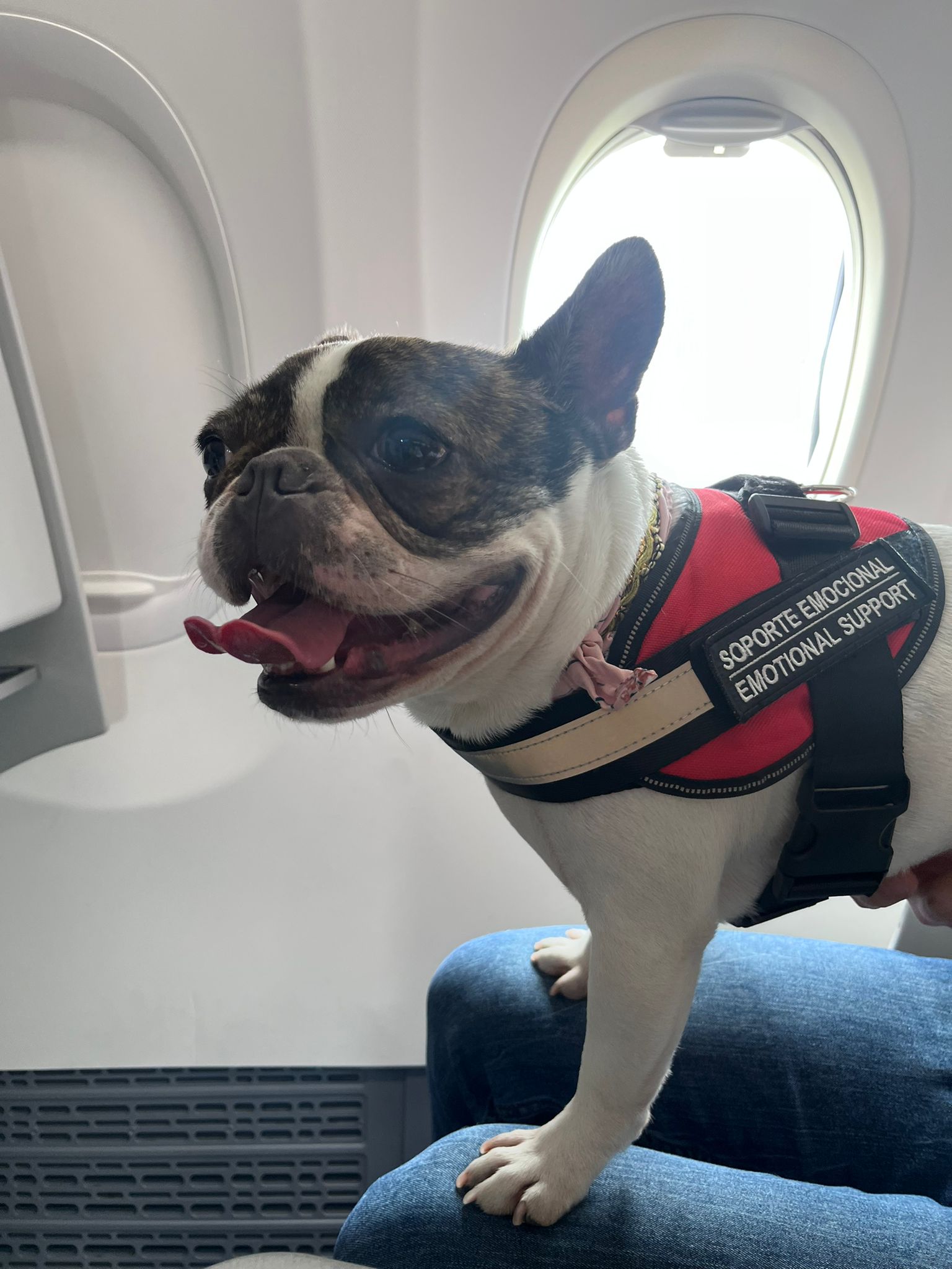 Soporte Emocional – SAFE Mascotas